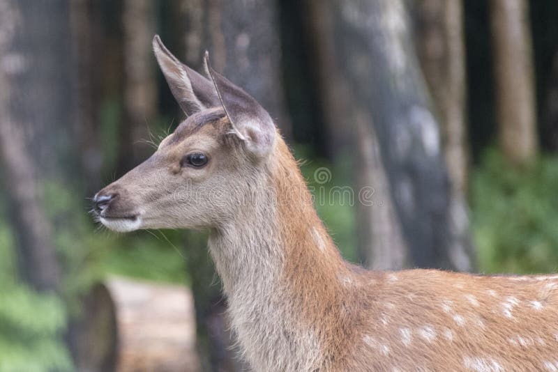 Red deer fawn stock image. Image of wood, fawn, antelope - 97630613