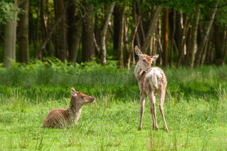 Red deer fawns stock image. Image of woodland, fawn, animals - 25257333