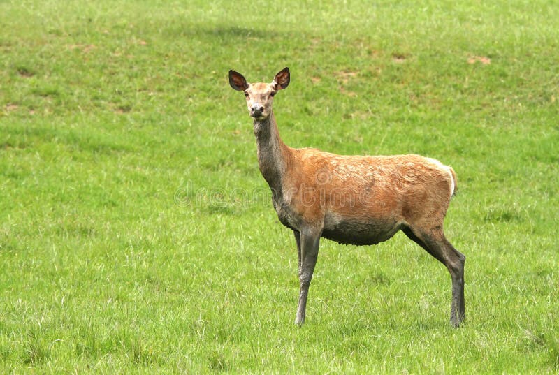 Red deer female stock photo. Image of stag, nature, natural - 73174438