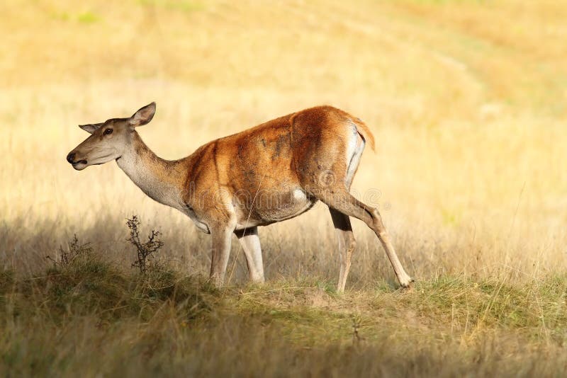 Female Roe Deer Jumping in Wheat Field Stock Image - Image of game ...