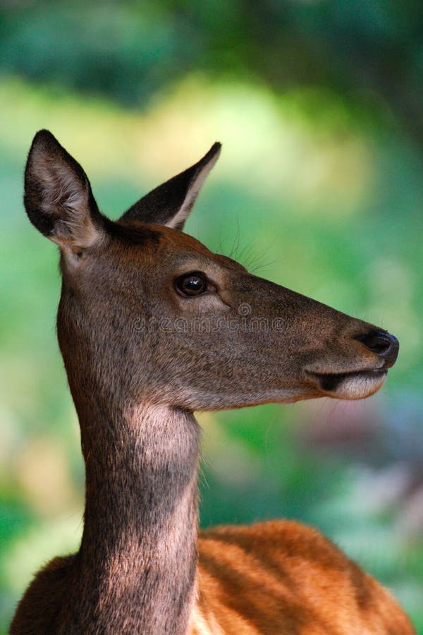 Red deer doe portrait stock image. Image of habitat, environment - 59920477