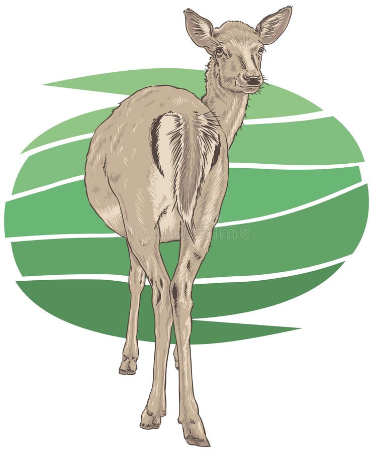 Red Deer stock vector. Illustration of woods, deer, wildlife - 30456481