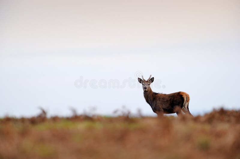 Red Deer stock image. Image of walking, cervinae, wild - 33086337