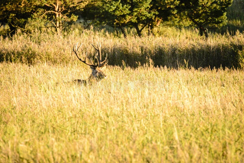 Red deer in field, Germany stock photo. Image of wild - 60421120