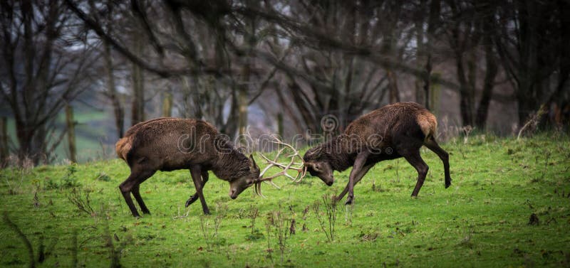 Red deer stags fighting stock image. Image of national - 65324647