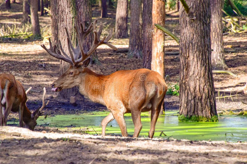 Red deer in the forest stock image. Image of young, elaphus - 156488105