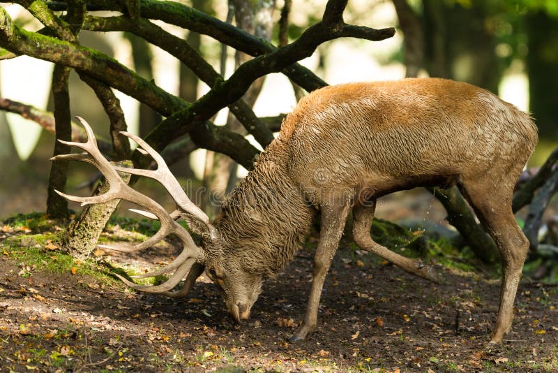 Red deer in the forest stock image. Image of autumn - 163766305