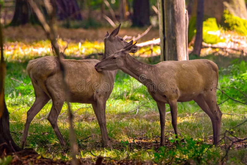 Red deer in the forest stock photo. Image of wilderness - 125540688