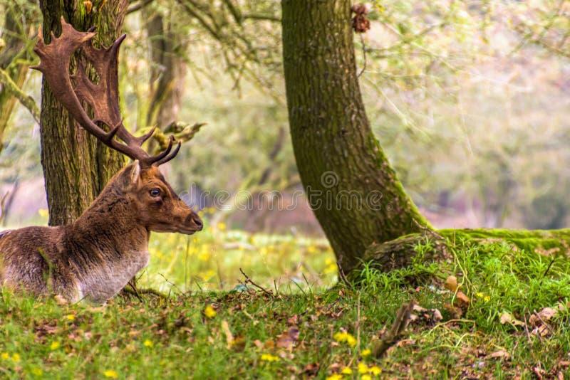 Red deer in the forest stock image. Image of horned - 257870347