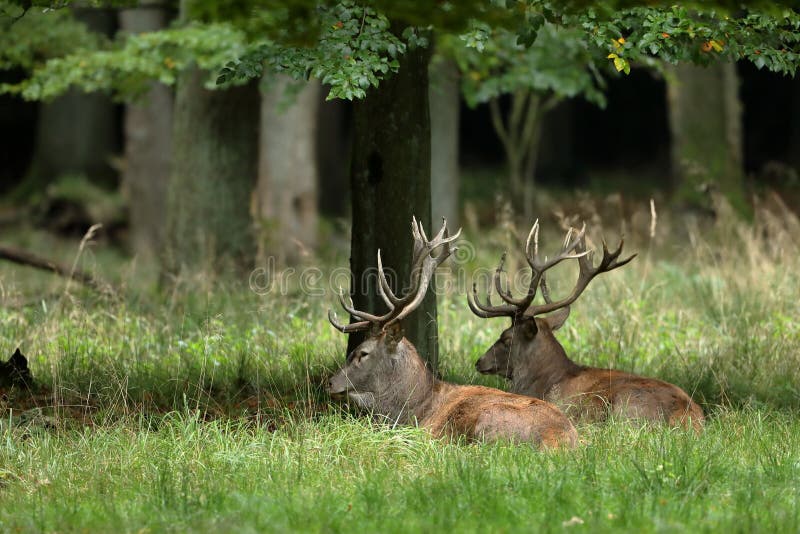 Red Deer in the Forest and during the Rut Stock Image - Image of ...