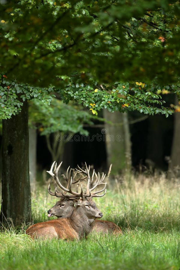 Red Deer in the Forest and during the Rut Stock Image - Image of deer ...