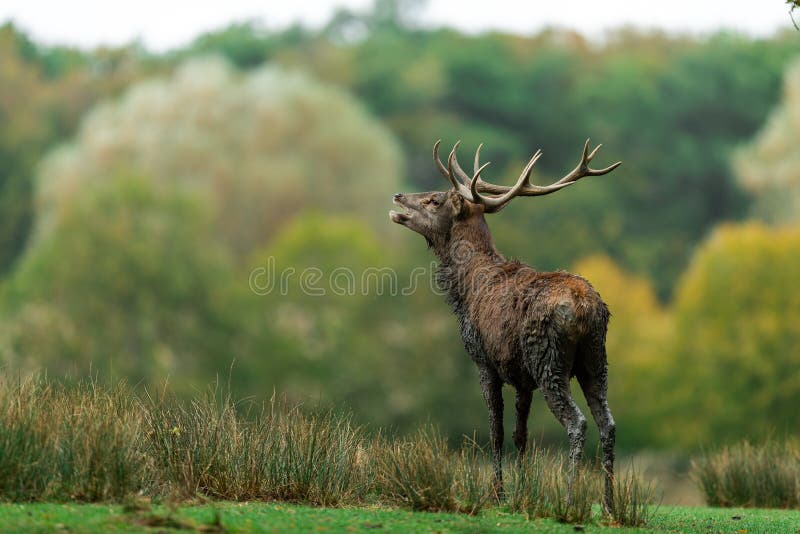 Red Deer in the Forest during the Rut Season Stock Photo - Image of ...