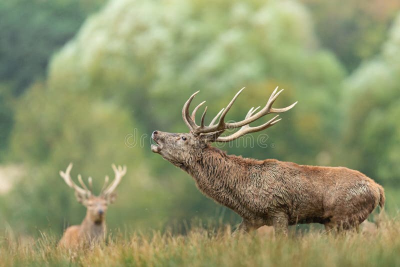 Red Deer in the Forest during the Rut Season Stock Image - Image of ...