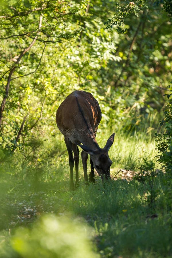 Red Deer On The Forest In Spring Stock Image - Image of nature ...