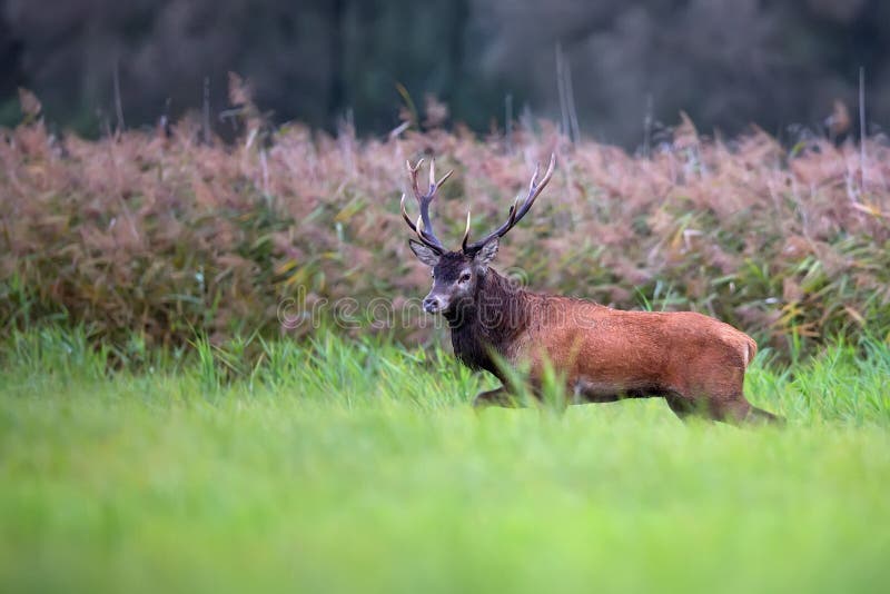 Red deer in the forest stock image. Image of forest, roaring - 64278095