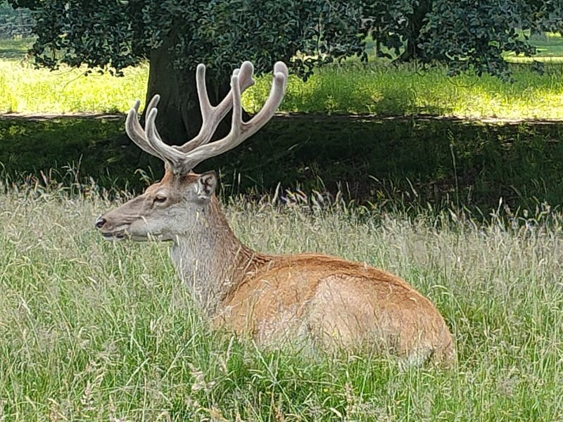 Red Deer on Grassland in Tatton Park Stock Photo - Image of deer ...