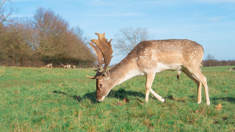 Red Deer Grazing on the Meadow in Green Park Stock Image - Image of ...