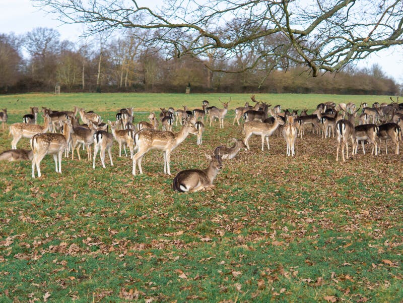 Red Deer Grazing on the Meadow in Richmond Park Stock Image - Image of ...