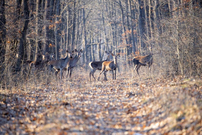 Red Deer Group in Autumn in the Forest. Autumn Landscape with Herd of ...