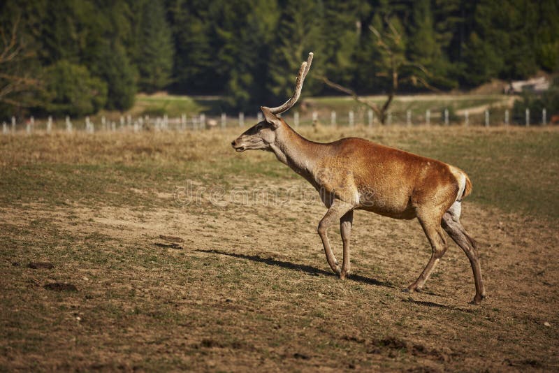 Red deer hart stock photo. Image of brown, attentive - 60001232
