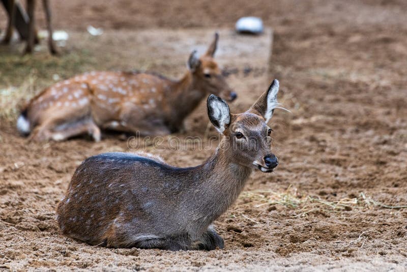 Red Deer Have a Rest on the Farm Stock Image - Image of hand, brown ...