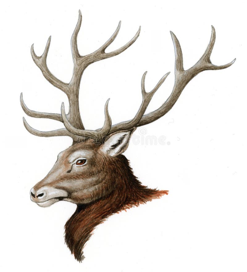 Head of deer with horns stock vector. Illustration of hunting - 26447389