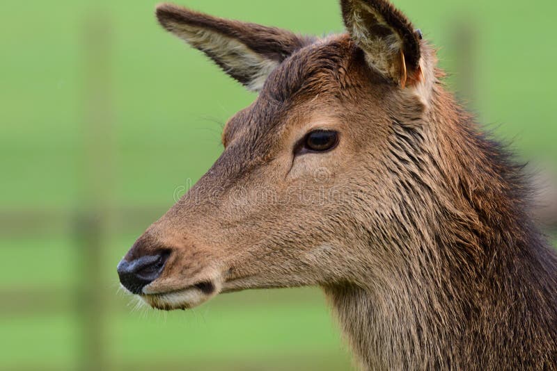 Red deer head shot stock photo. Image of portrait, mammals - 109529886