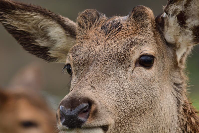 Red deer head shot stock photo. Image of portrait, mammals - 109529886