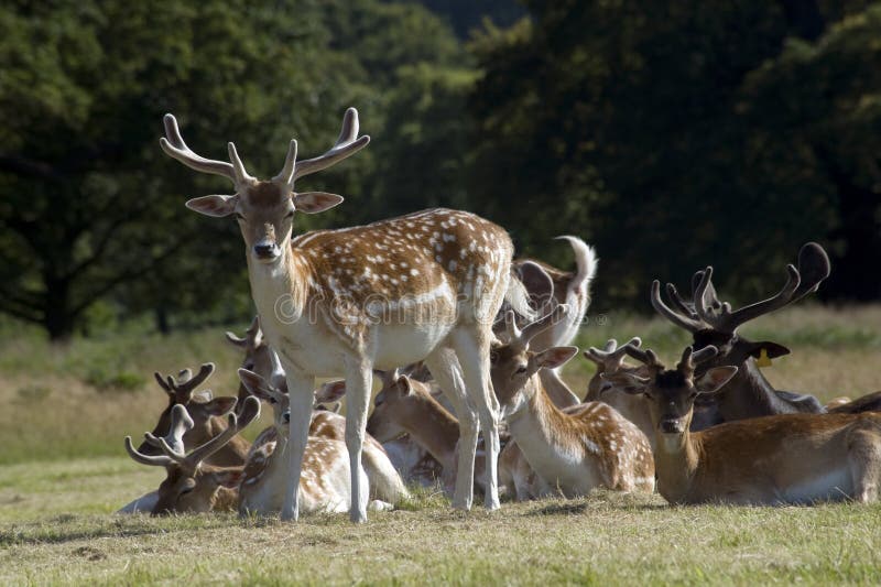 Red Deer Herd stock photo. Image of wildlife, head, fawn - 19050898