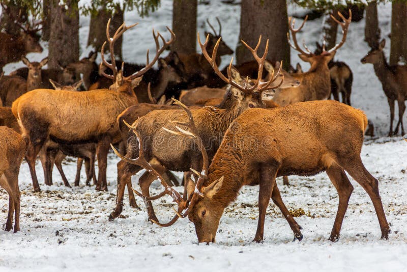 Red Deer Herd in the Forest in Winter Stock Image - Image of wildlife ...
