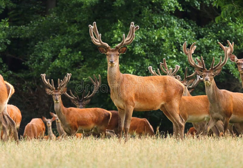 Red deer herd stock photo. Image of deer, natural, fauna - 96819722