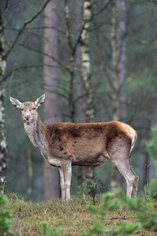Red deer hind in field. stock image. Image of countryside - 120736465