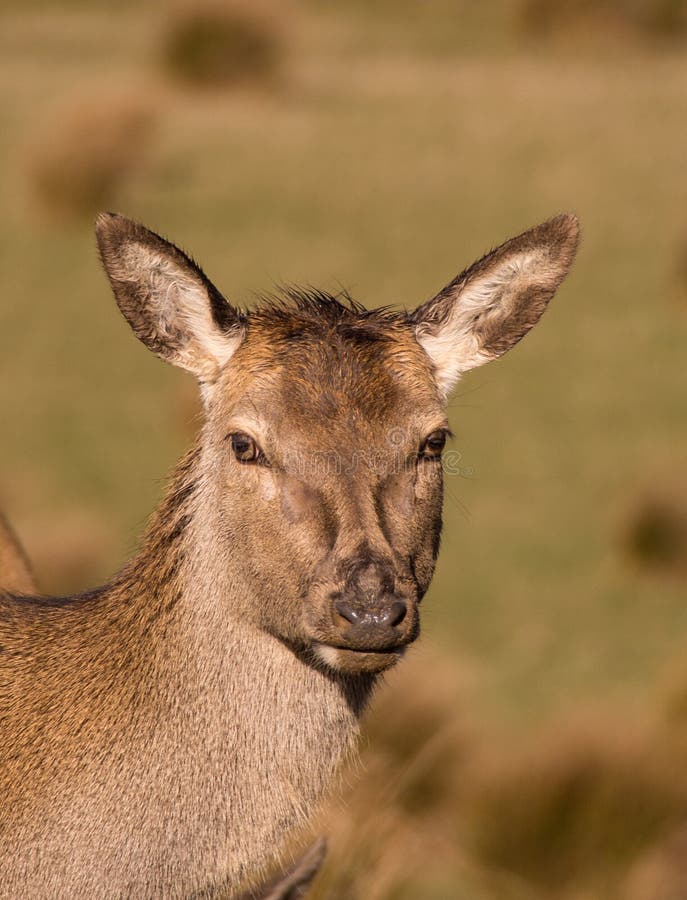 Red deer hind stock image. Image of stalk, startled, head - 50857341