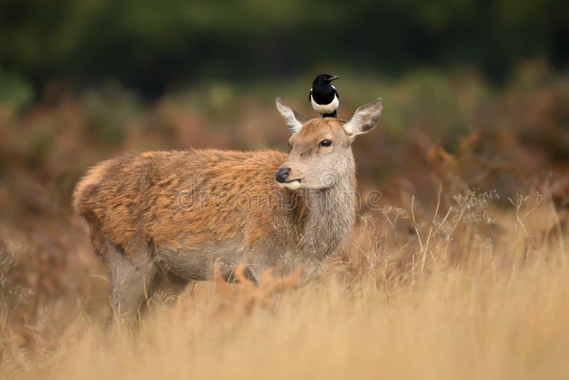 Red Deer Hind with a Magpie on Her Head Stock Image - Image of funny ...