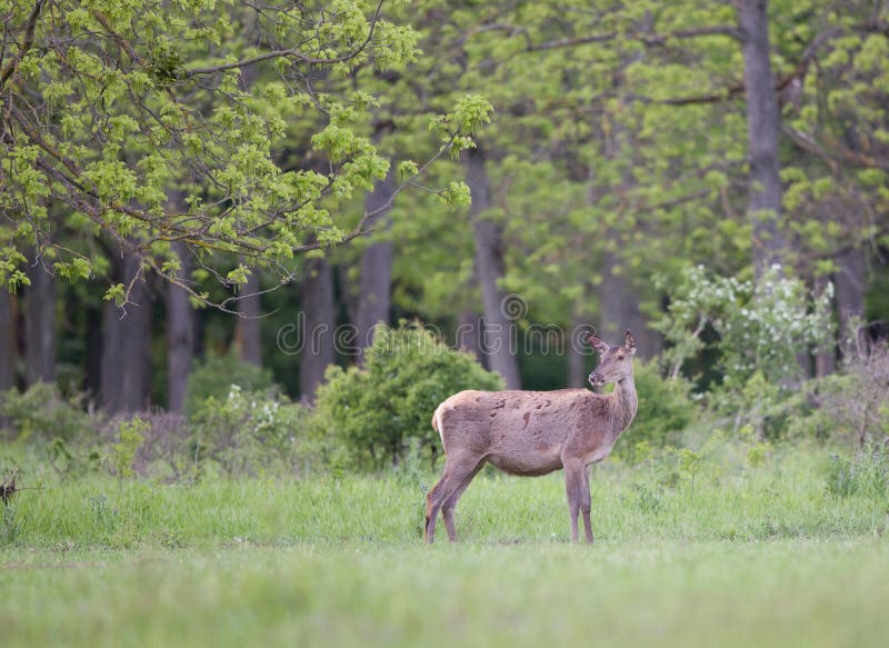 Red deer hind stock photo. Image of grass, animal, looking - 53753894
