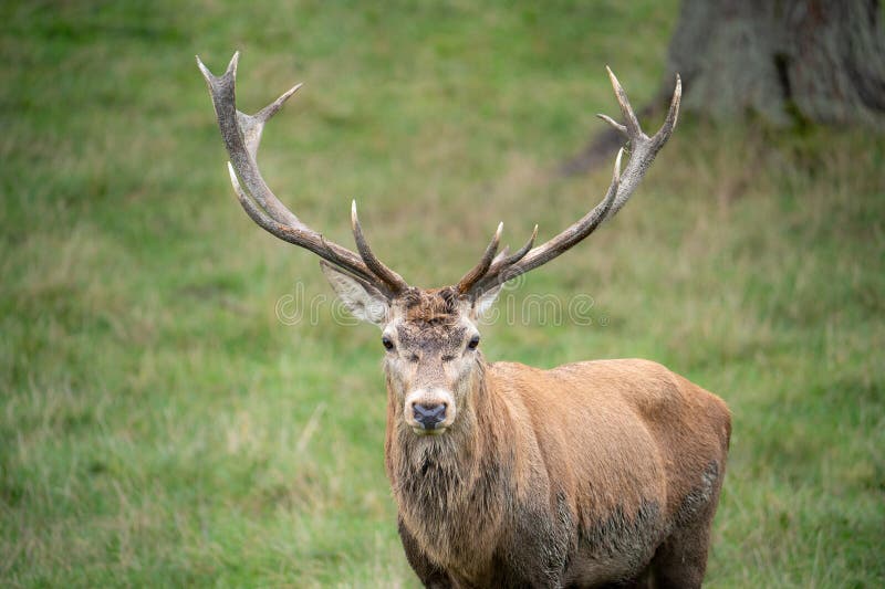 Red Deer with Large Antlers Stock Image - Image of antlers, mammal ...