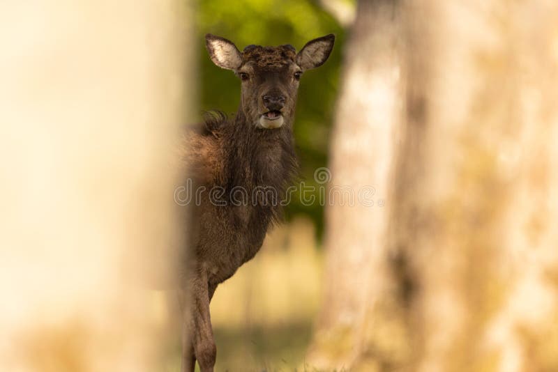 Red Deer Looking at the Camera between Blur Tree Trunks in the Woods in ...