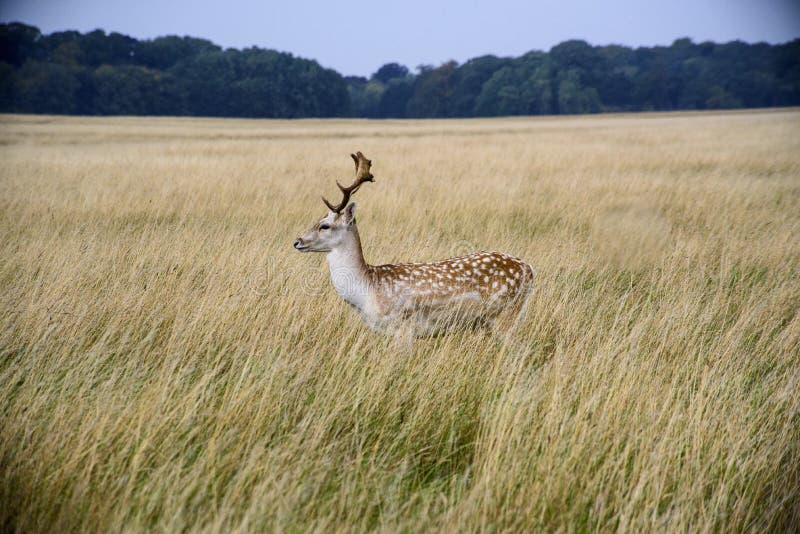 Red deer stock image. Image of curious, season, forest - 64544749