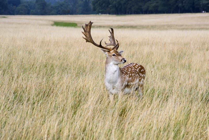 Red deer stock photo. Image of highlands, camera, brown - 64544788