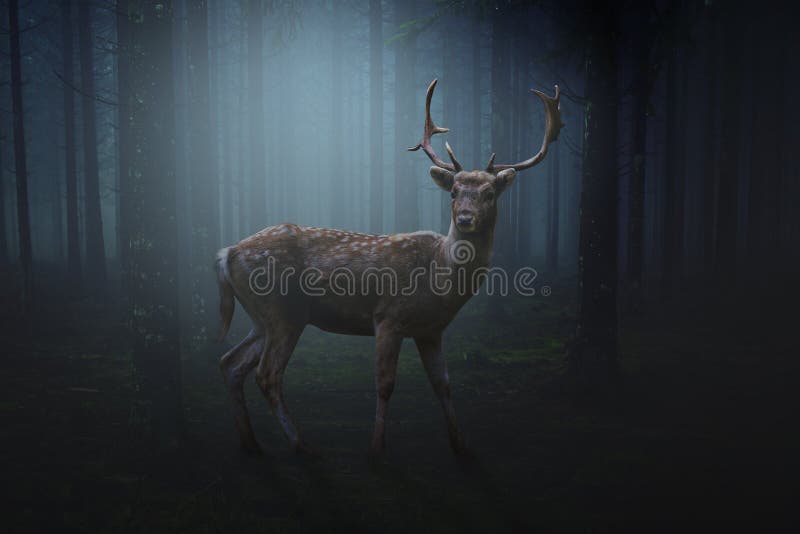 Red Deer Male in Fall Pine Tree Forest. Side View Stock Photo - Image ...