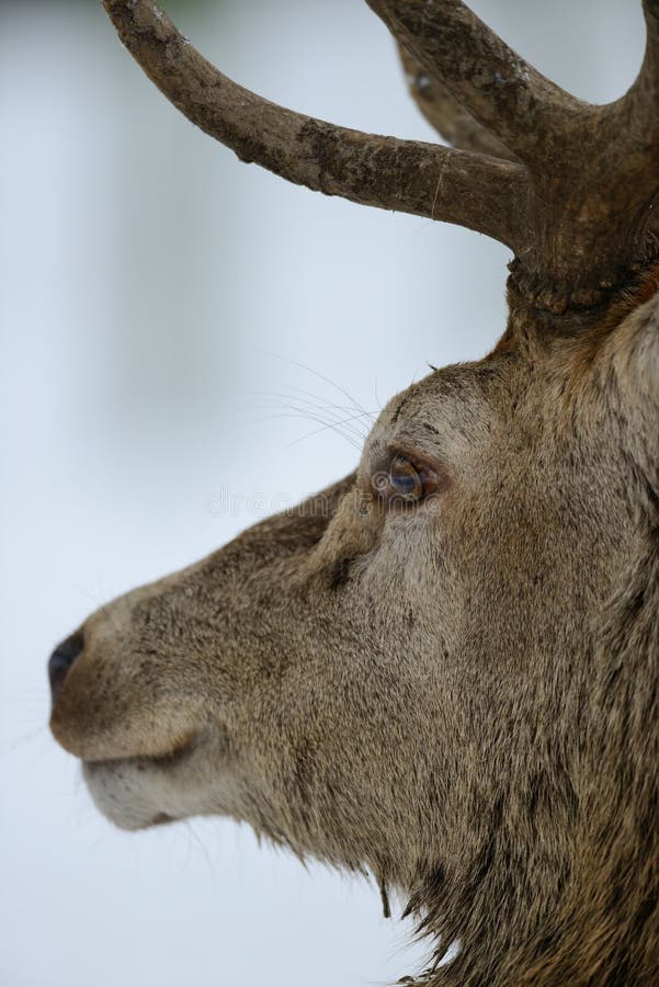 Red Deer Male Head Portrait, Winter Stock Image - Image of europe, look ...