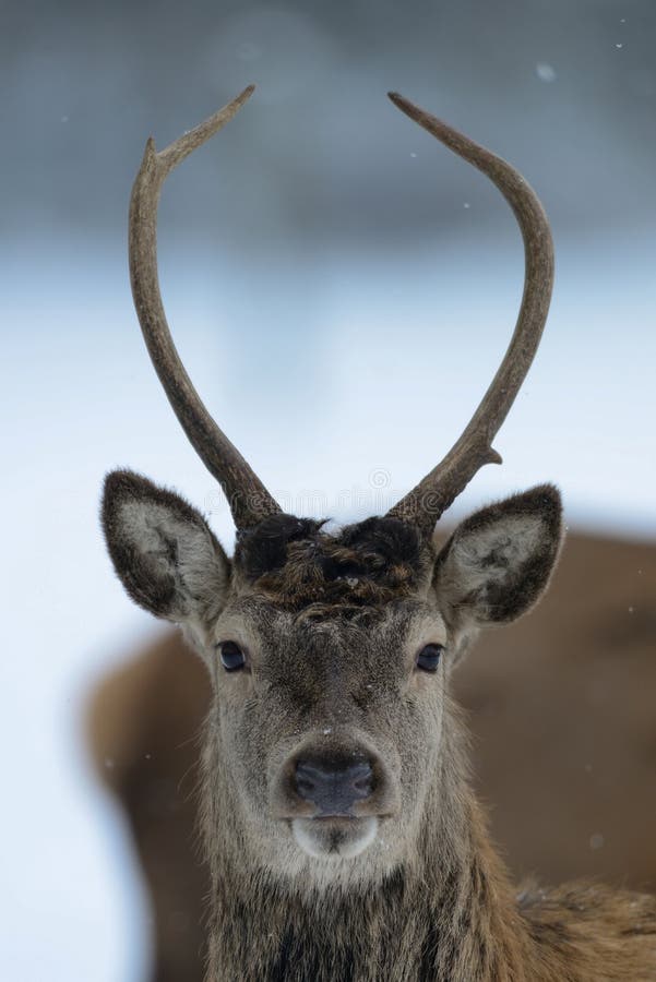 Red Deer Male Head Portrait, Winter Stock Image - Image of cervus, male ...