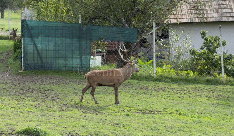 Red Deer Management. Deer Breeding in Captivity Stock Image - Image of ...