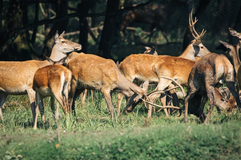 Red deer in mating season stock image. Image of animal - 78190077