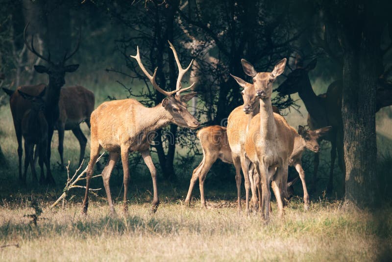 Red deer in mating season stock image. Image of hoge - 78253383