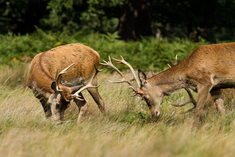 Red deer in the meadow stock photo. Image of cervus - 162038340