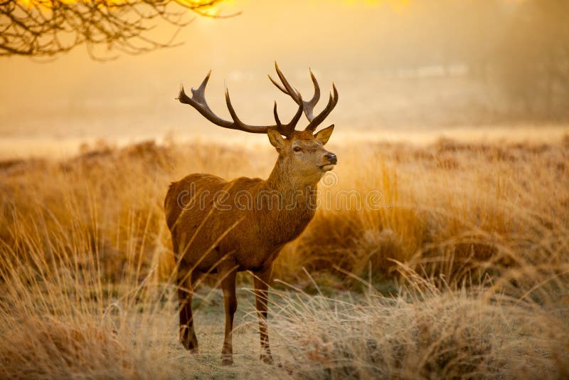 Red Deer in Morning stock photo. Image of water, moor - 33480078