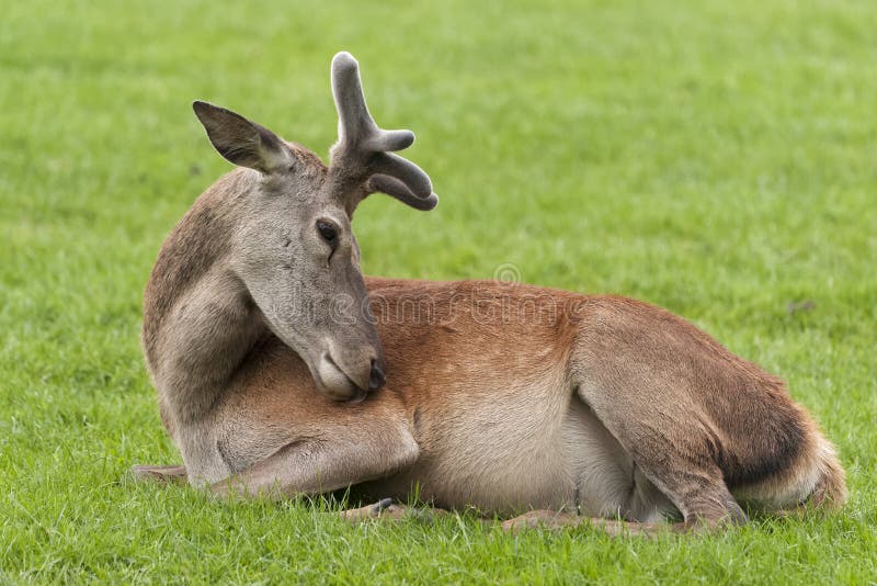 Red Deer stock image. Image of autumn, beautiful, fallow - 78121725
