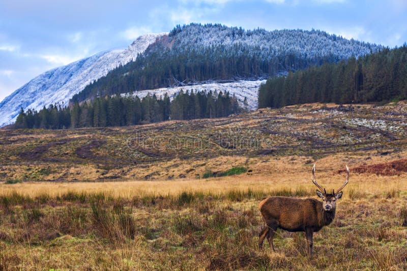 Red Deer in Natural Environment Stock Image - Image of brown, trees ...