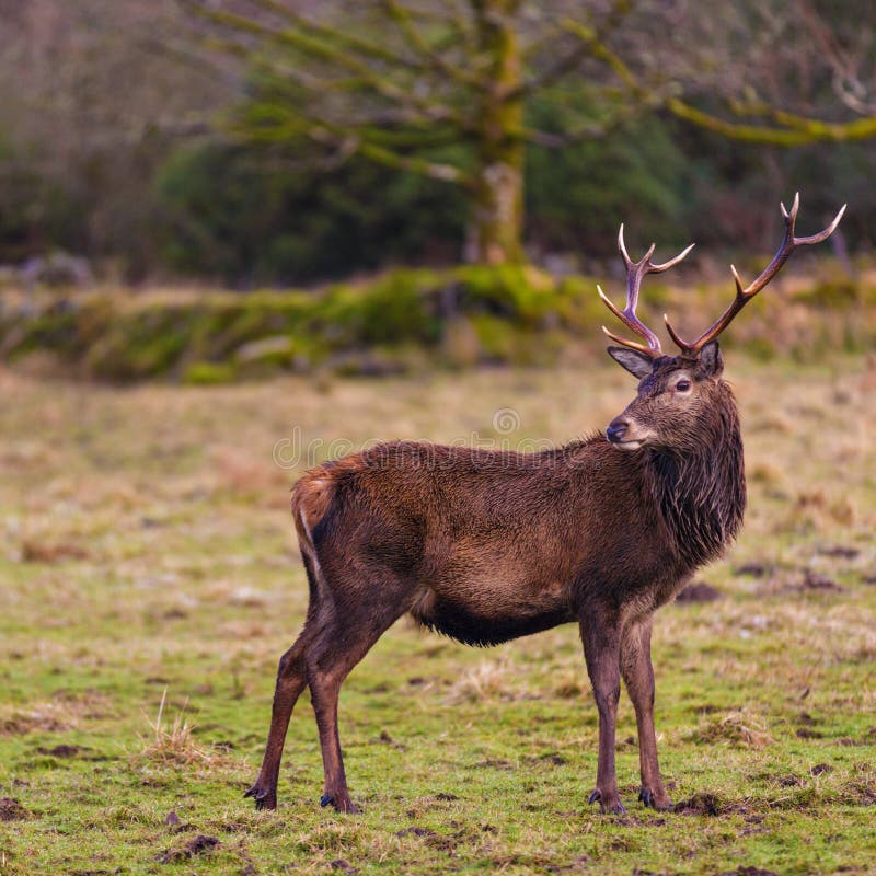 Red Deer in Natural Environment Stock Photo - Image of park, nature ...